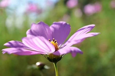 들판에 있는 보라색 꽃의 클로즈업 사진 Unsplash의 무료 콜럼버스 이미지