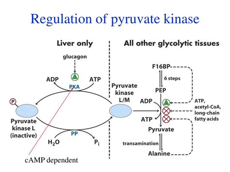 Ppt Coordinated Regulation Of Glycolysis Gluconeogenesis Powerpoint