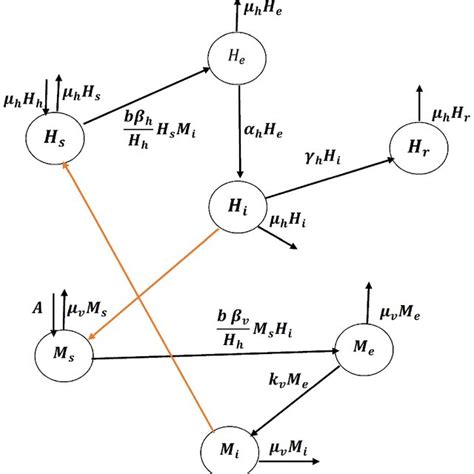 Numerical Simulation For The Model 11 By Using The Caputo Derivative Download Scientific