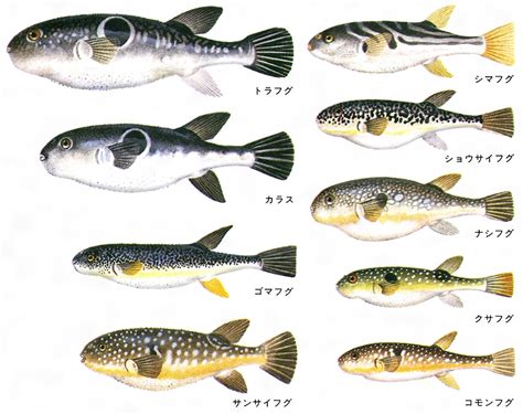 トラフグとらふぐとは？ 意味や使い方 コトバンク