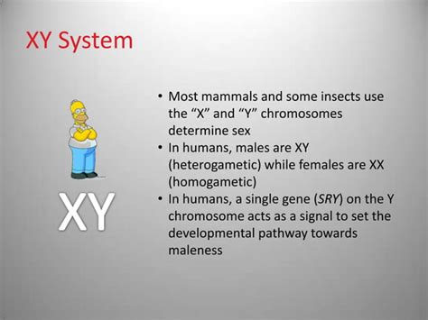 Lec12 Sex Determination Pptx