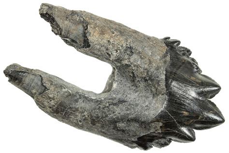 Rare 3 6 Fossil Basilosaurus Molar South Carolina 254635 For Sale