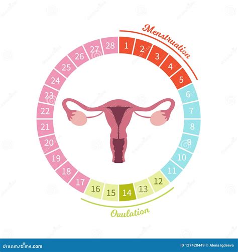 Menstrual Cycle Wheel Vector Illustration Cartoondealer The Best Porn