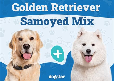 Golden Sammy Samoyed Golden Retriever Mix Info Pictures Care