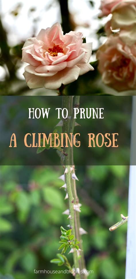 How To Prune Climbing Rose Bush Kdgjx
