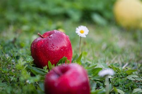 레드 애플 노란 사과 빛의 Pixabay의 무료 사진 Pixabay