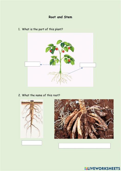 Roots Stems And Leaves Worksheet Engaging Botanical Learning Activities
