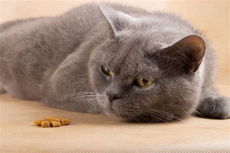 Аллергия на корм у котенка: симптомы и лечение антигистаминными препаратами