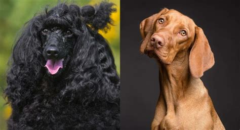 Doxiepoo Dachshund And Toy Poodle Mix Info Pictures And Traits Hepper