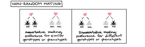 Example Of Non Random Mating