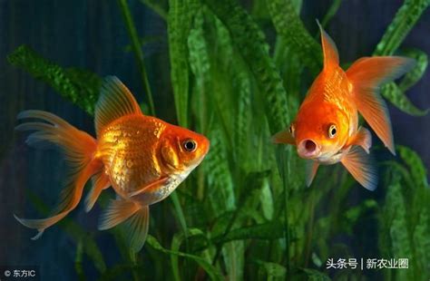 為何金魚一換水就死？養金魚該用什麼水？換水需要注意哪些問題？ 每日頭條
