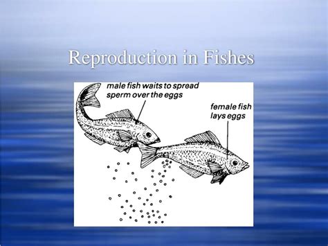 Fish Reproduction