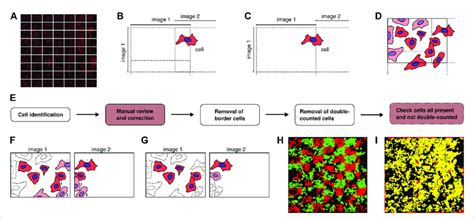 Illustration Of High Throughput Microscopy And Image Analysis A Download Scientific Diagram
