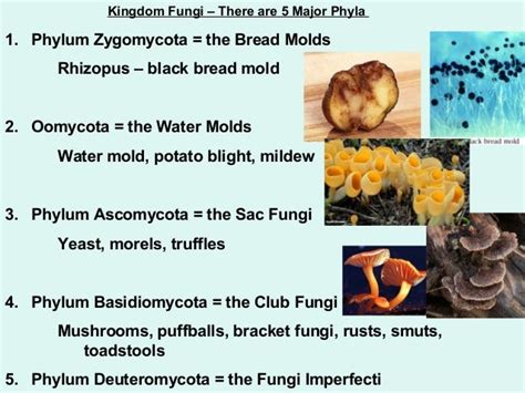 How Many Species Of Fungi Are There