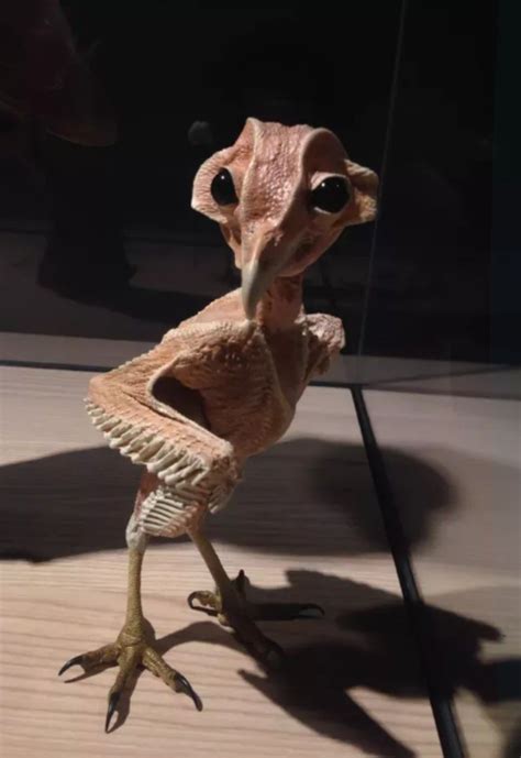 Featherless Owl Owl Featherless Owl Hairless Animals