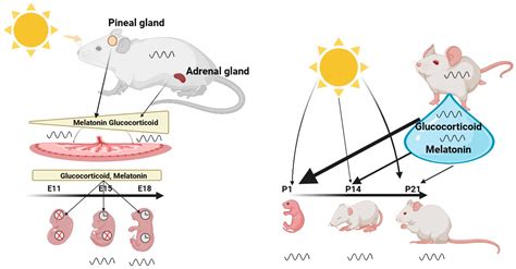 Circle S Of Life The Circadian Clock From Birth To Death