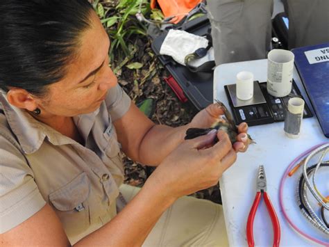 Mosi Bird Banding Program Osa Birds
