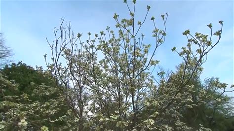 Your Pollen Allergies Are Already Overwhelming Heres Why WSVN 7News Miami News Weather