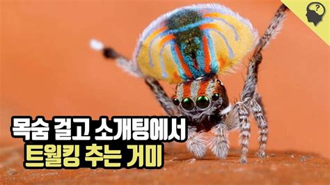 연애 한번 하기 더럽게 힘든 공작거미 이야기 Youtube