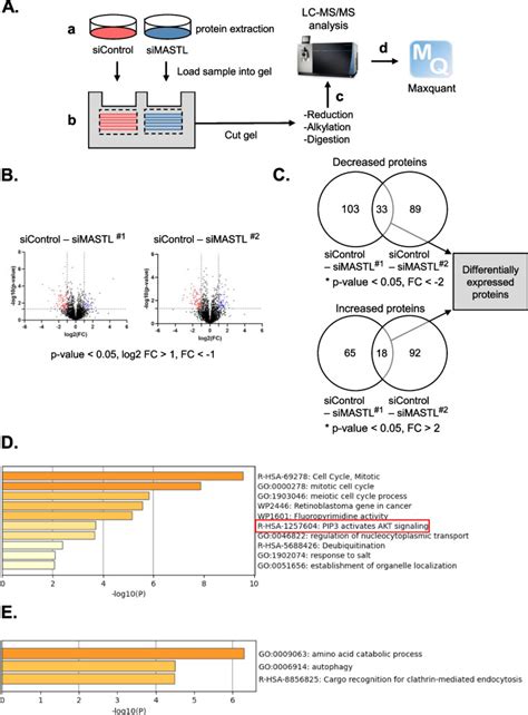 Activity Based Protein Profiling And Global Proteome Analysis Reveal