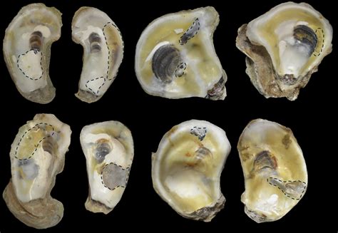 Protocol Imagej For Oyster Shell Parasites Madeline G Eppley