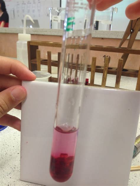 Biology Interactive Notebook Natasha Tai Class 304 Beetroot
