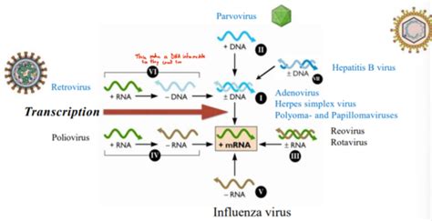 Test 2 Lecture 7 Transcription And Rna Processing Flashcards Quizlet