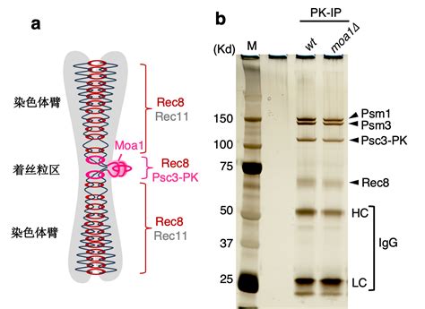 Life Science Alliance减数分裂染色体分布团队研究成果：黏连蛋白乙酰化调控减数分裂中动粒的单向性 未来食品科学中心