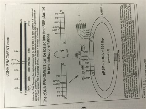 Solved Using The Plasmid Map For Orientation And The CDNA Chegg Com