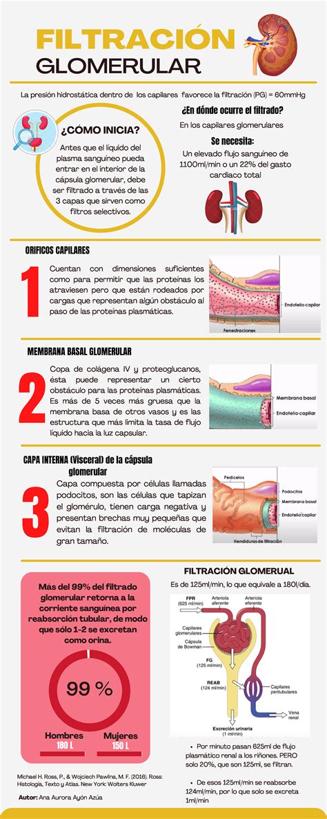 Filtrado Glomerular Valores Normales Y Para Qué Sirve Bkzpko