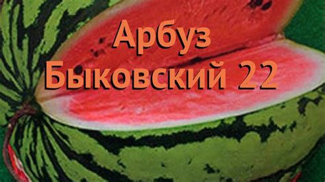 Арбуз обыкновенная Быковский 22 🌿 арбуз Быковский 22 обзор: как сажать ...