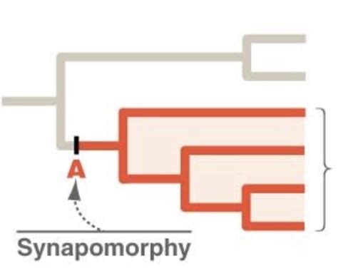 Chapter Phylogenies Diagram Quizlet
