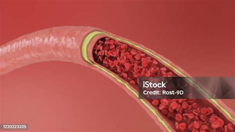 단면 동맥 뷰입니다 동맥 내부의 적혈구 정맥 건강한 혈류 과학 및 의학 개념 신체를 보호하기 위해 혈액의 중요한 요소의 전달 3d 일러스트레이션 3차원 형태에 대한 스톡