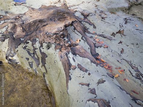 2020 Shocking Sight Miracle Fossils This Buried Tree Has Appeared For