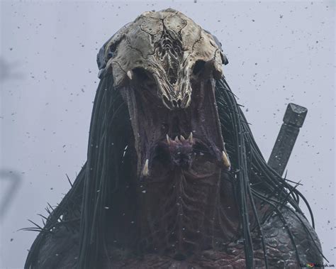 Prey 2022 Movie Predator Face 4k Wallpaper Download