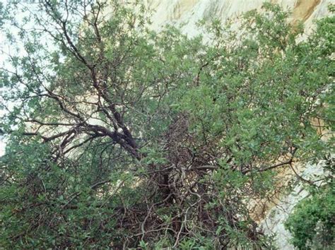 Hackberry Netleaf Treebrowser Usu