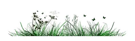 Set Of Grass Lines Herbal Horizontal Background Vector Illustration