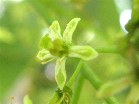 Machilus Thunbergii Machilus Thunbergii Flower Database