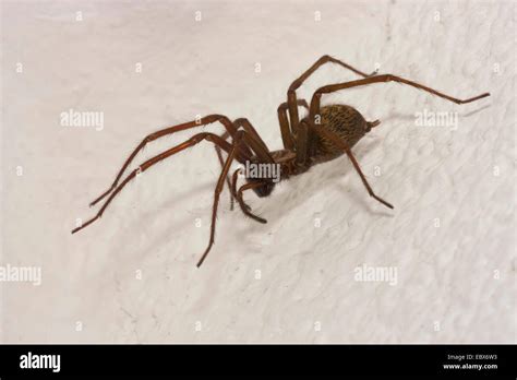 Common European House Spider Lesser House Spider Barn Funnel Weaver