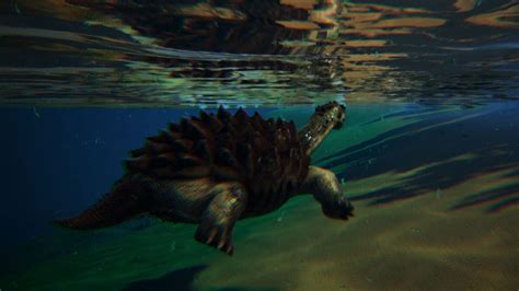 Carbonemys Ark Comment Lapprivoiser Localisation Tout Savoir Sur