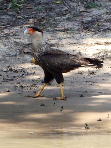 Brazil Pantanal Pantanal Birds Travel2unlimited