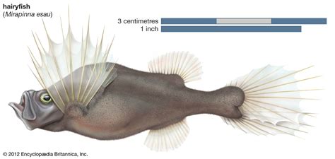 Male Fish Sperm