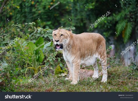 American Lion Vs Liger