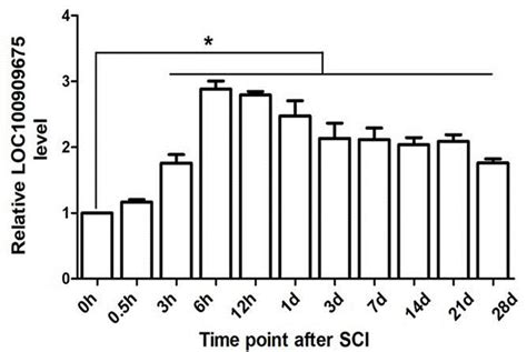 一种长链非编码rnaloc100909675及其应用的制作方法 2