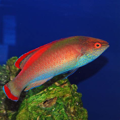 Pink Margin Fairy Wrasse