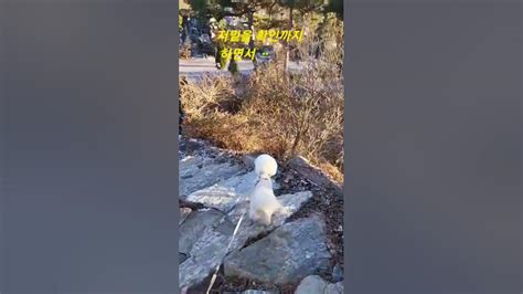 엄마의울림어디선가들려오는목소리에반응하는 기요미소미💖😍🤩 Youtube