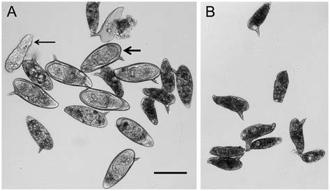 Effect Of The Plk 1 Inhibitor Bi2536 On Egg Development Unembryonated