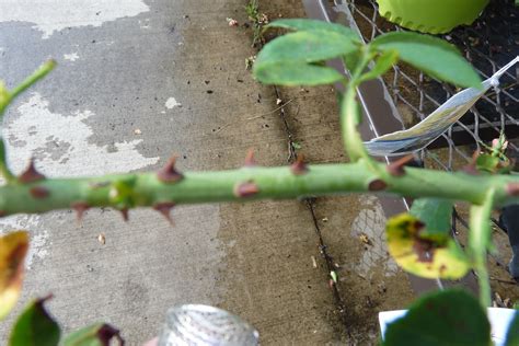 Ap Biology Summer Assignment Modified Stem Of A Plant