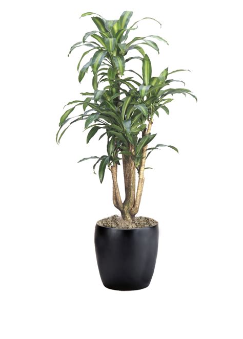 Dracaena Massangeana Branched Phillips Interior Plants And Displays