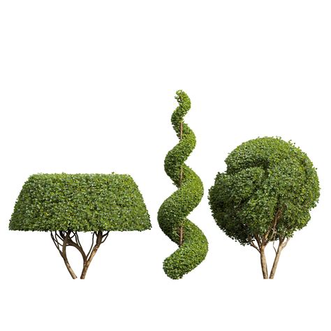 Artstation Ficus Concinna Bonsai Pruned 3 Trees Game Assets
